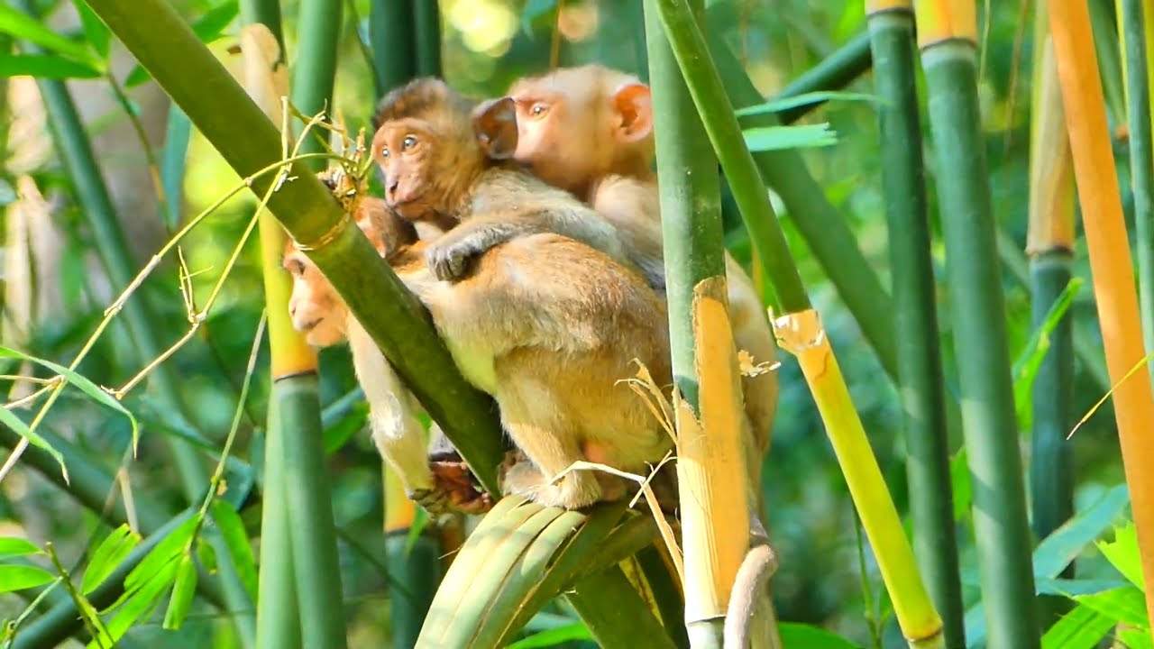 Very Sweet , Monkeys Very Happy 매우 달콤하고 원숭이는 매우 행복합니다 7 - YouTube