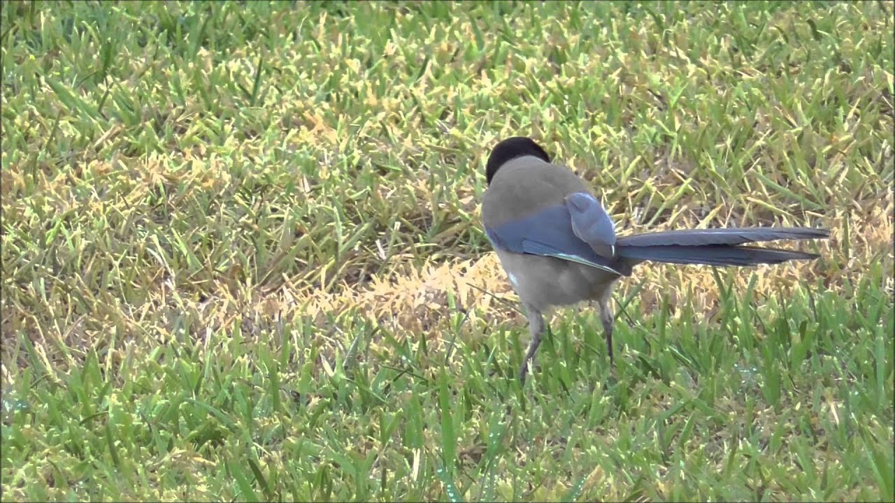 PORTUGUESE AZURE MAGPIES - YouTube