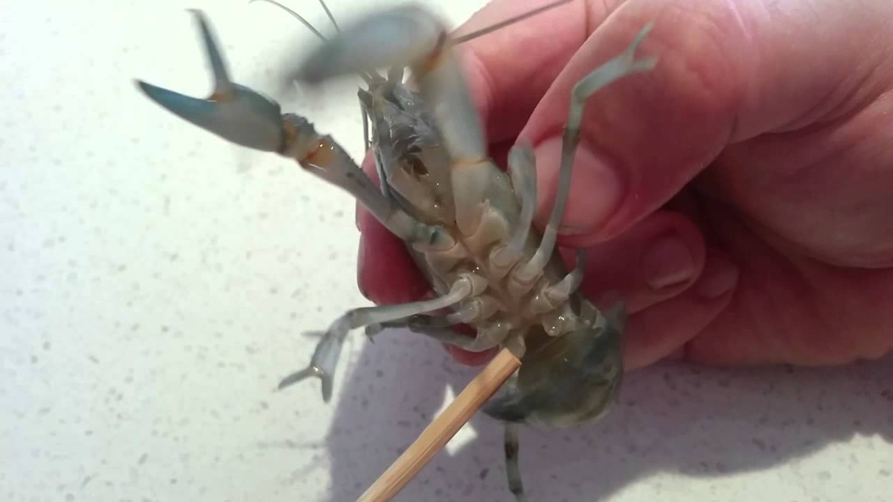 What Sex is My Yabbie?!?! - YouTube