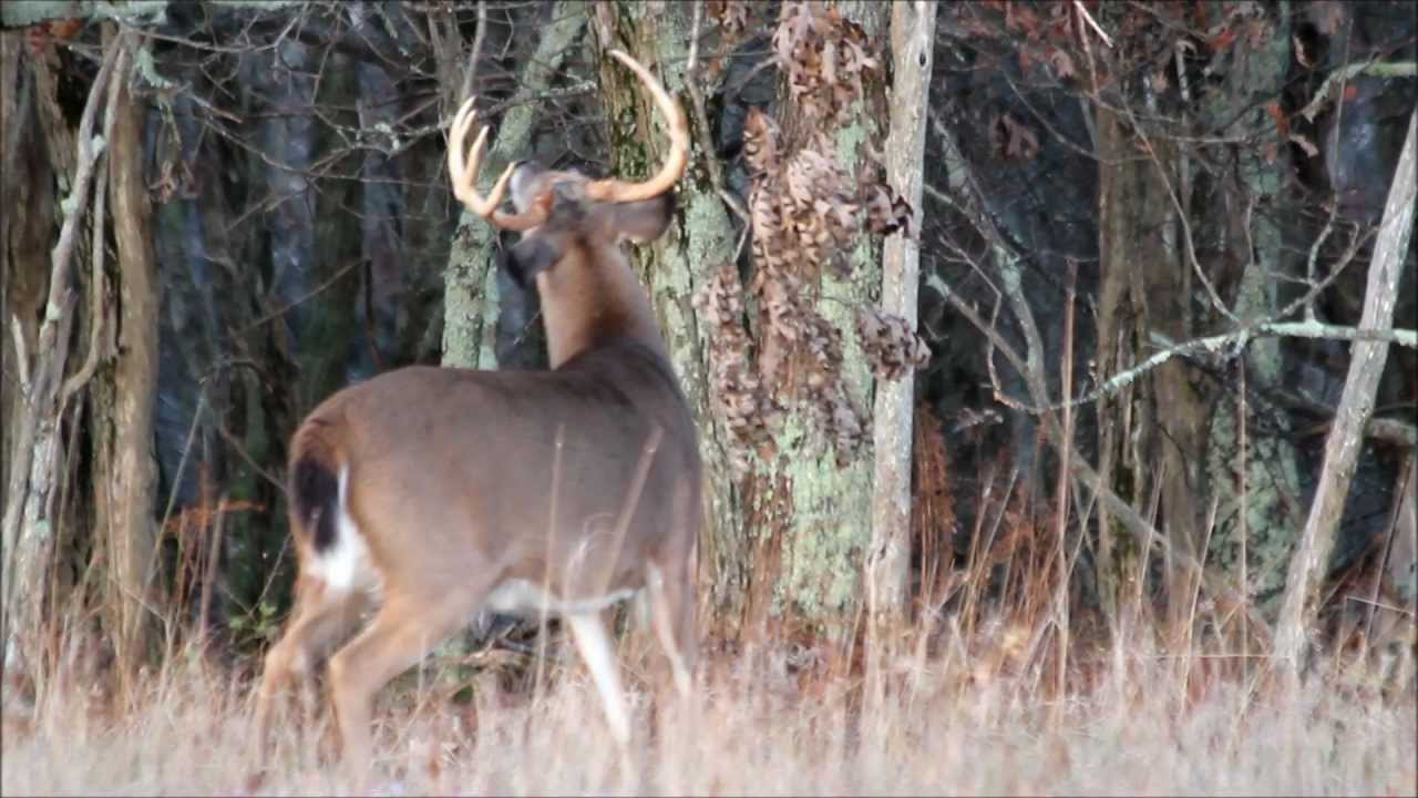 Whitetail Buck Scrape Behavior - YouTube