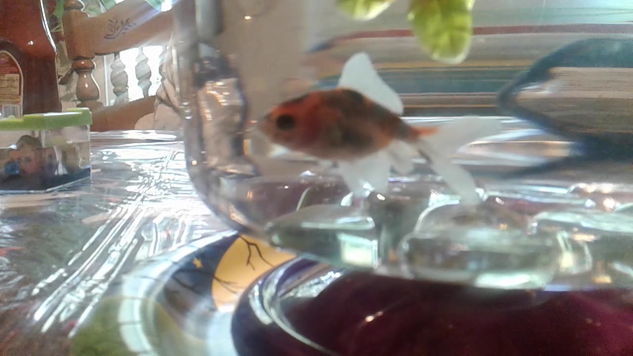 Everyone meet Splotchy - YouTube