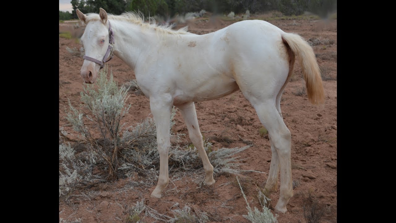 2017 APHA paint horse cremello weanling filly SOLD - YouTube