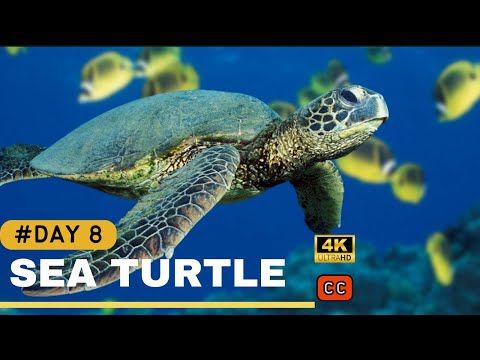 Penyu Laut, Hewan Laut dengan Kemampuan Navigasi yang Mengagumkan | Wildlife Diary