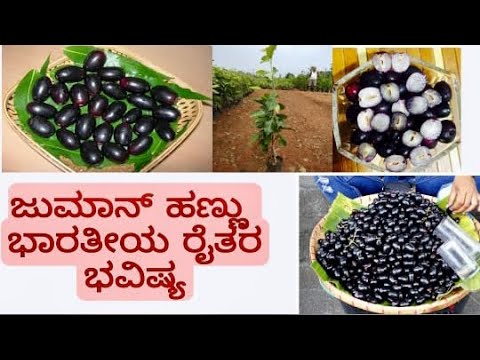 Jamun Future crop of India..! Must Watch | Earn in lakhs Per Acre - YouTube