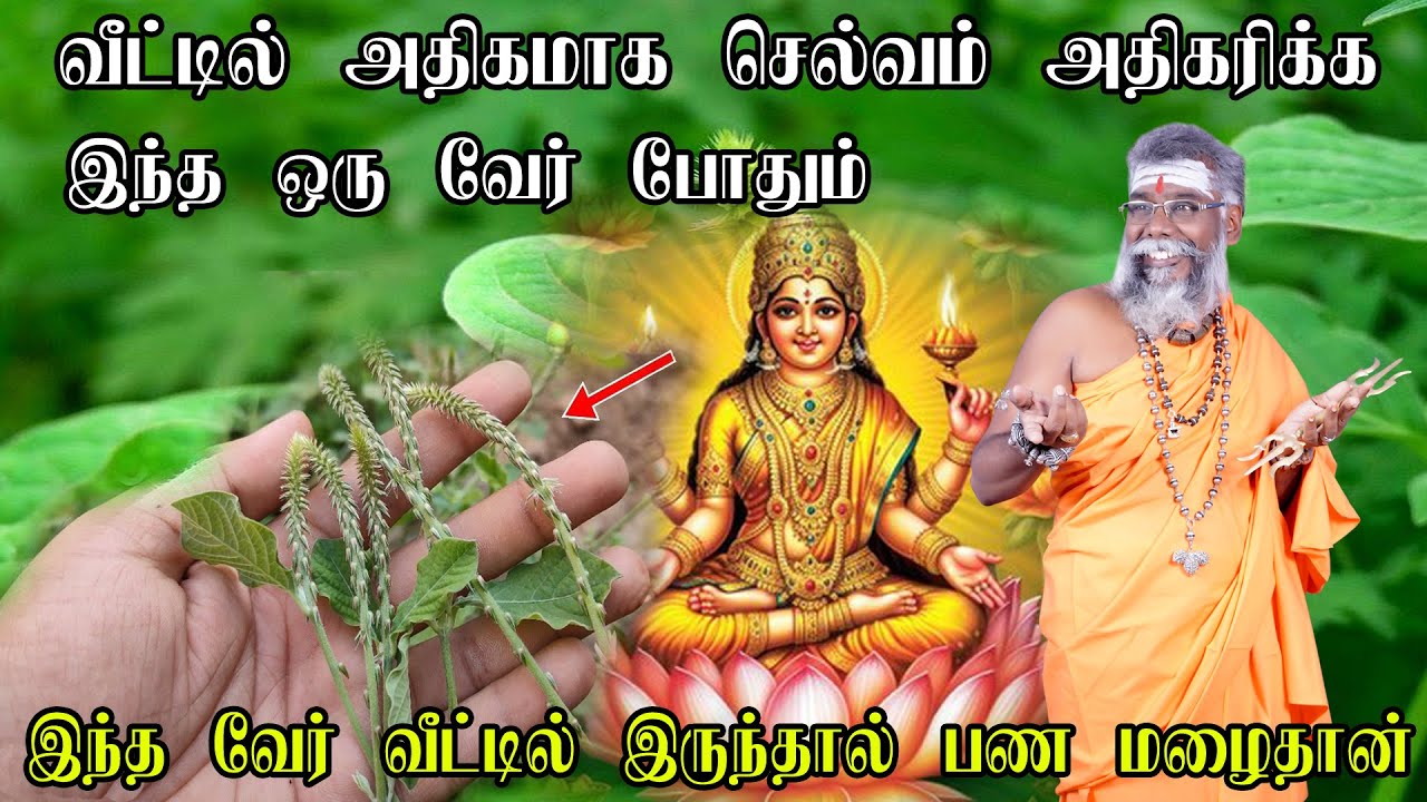வீட்டில் வறுமை நீங்கி செல்வம் பெருக இந்த ஒரு வேர் உங்கள் வீட்டில் ...