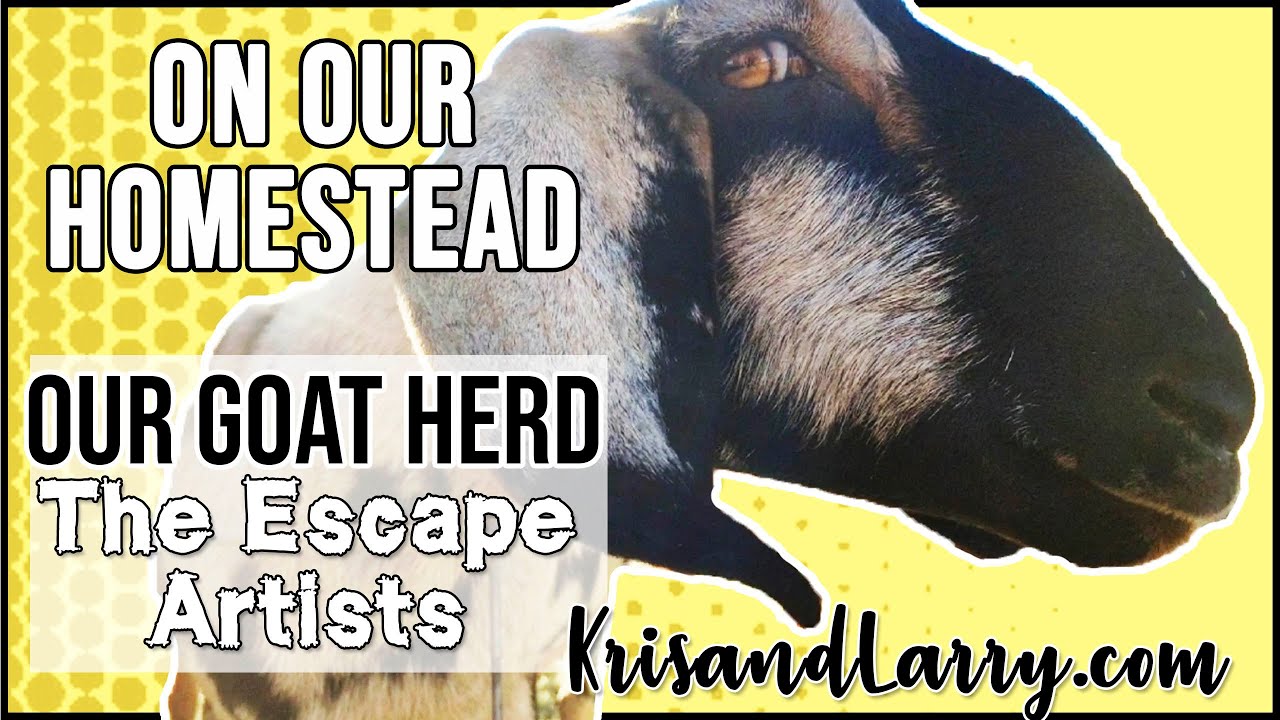 CRAZY HAIL STORM LET THE GOATS OUT - Homesteading with Nubian Dairy ...