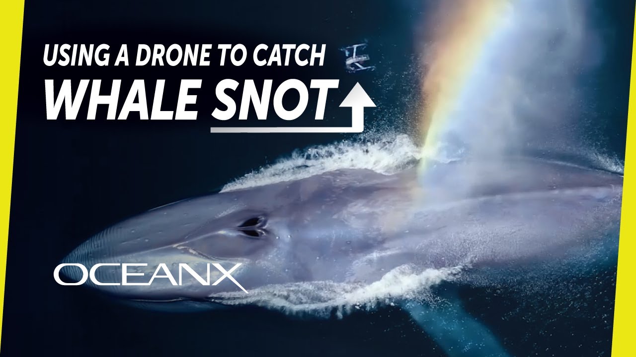 The Smelly Power of Whale Snot - YouTube