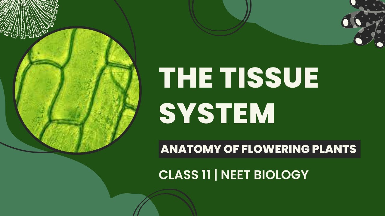 The Tissue System | Anatomy of Flowering Plants | Class 11 NEET Biology ...