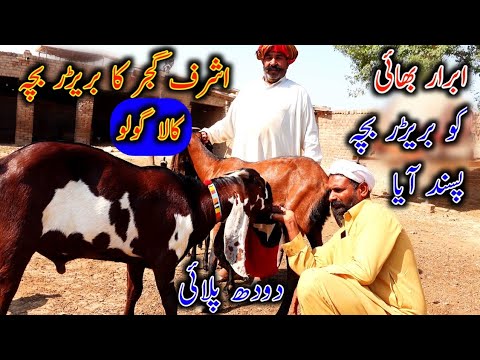 Baba Rasheed Son Saw Ashraf Gujjar Ka Breed Bacha | Kala Gulo Breeder - YouTube
