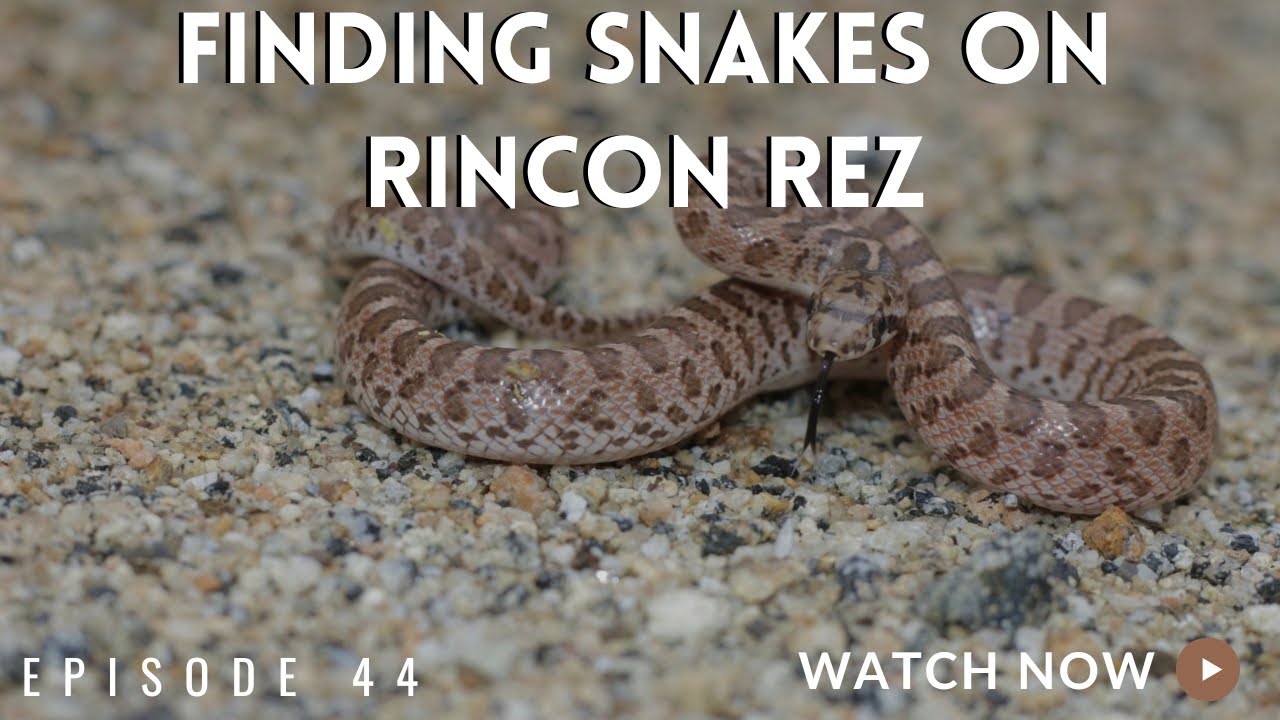 Flipping Snakes in Rincon - YouTube
