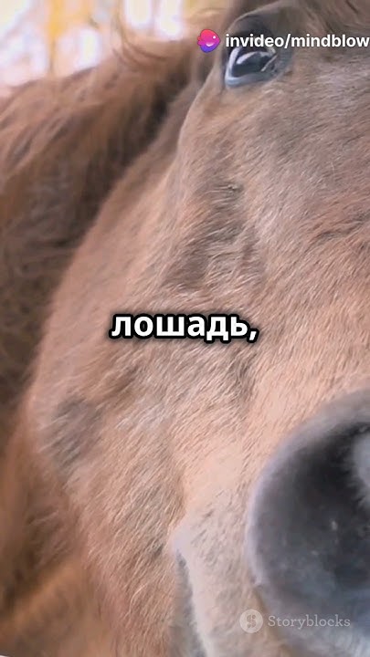 Лошади🐴 Удивительные Животные интересное факты Youtube
