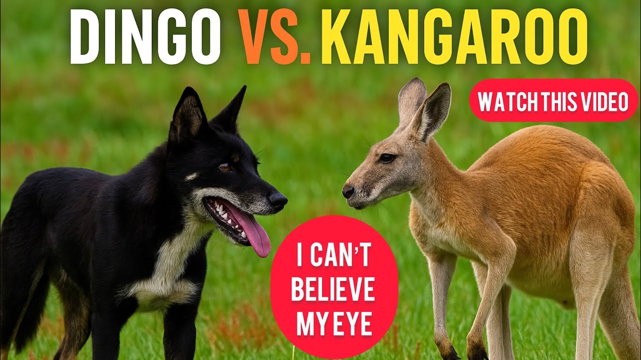 Dingo vs Kangaroo: The Ultimate Showdown #wild #vs #animal - YouTube