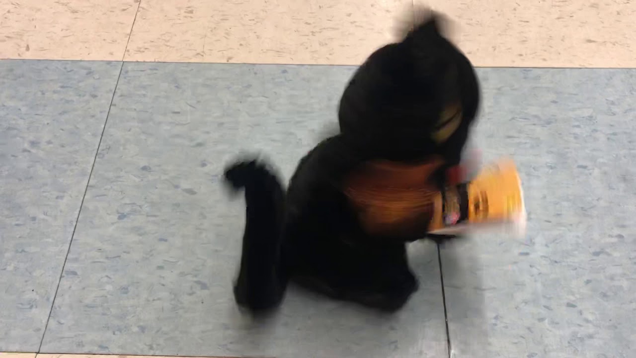 Dandee animated crazy head spinning cat - YouTube