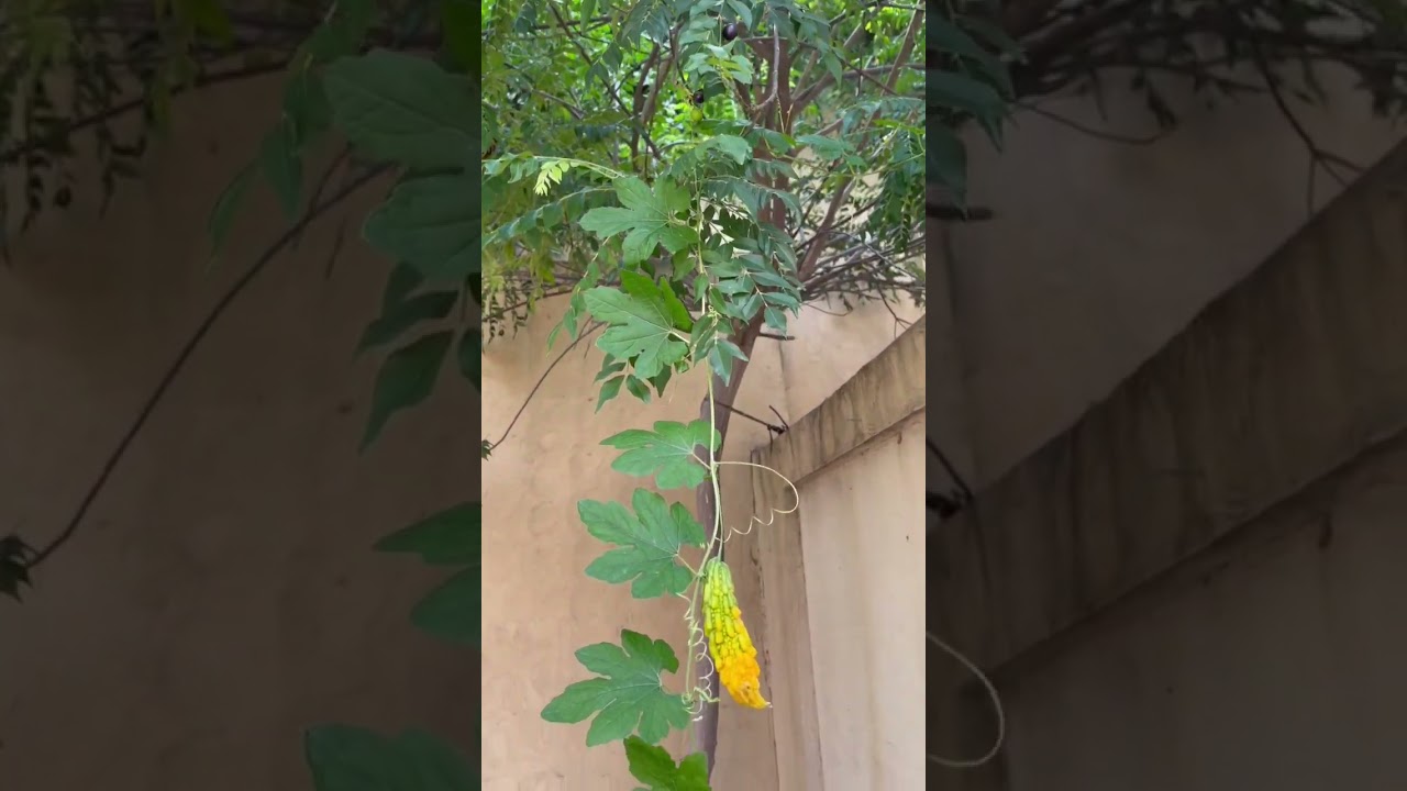 Karela from a Kadi Patta tree | sound amazing @FANZ Planet - YouTube