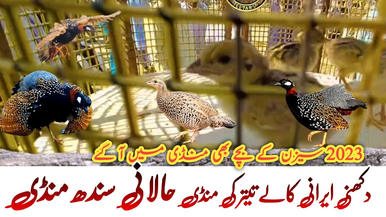 Kala Teetar ki Mandi black francolin Market Birds and pets Mandi in Halani Sindh - YouTube