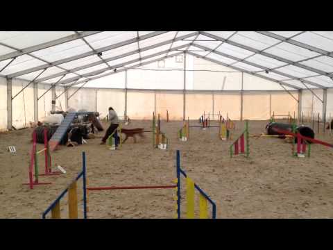 Duke agility - YouTube