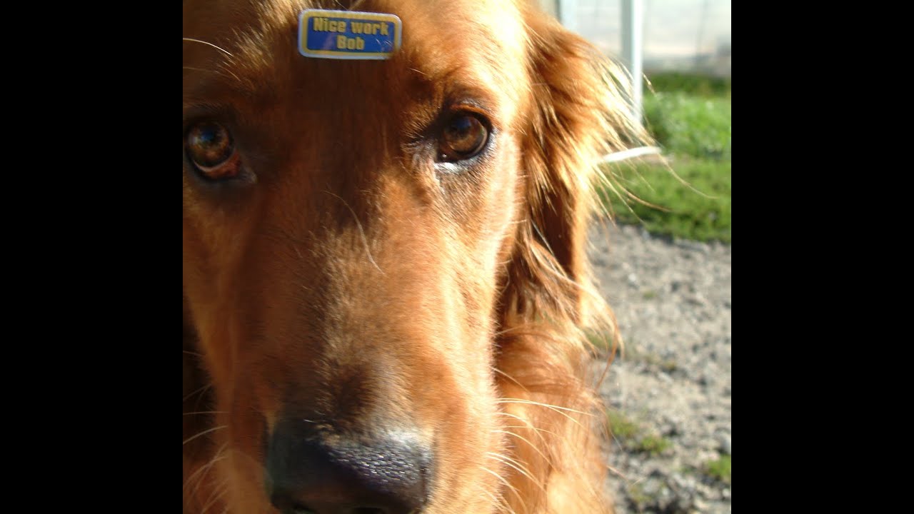 Dog Regrets Chasing Rooster - YouTube