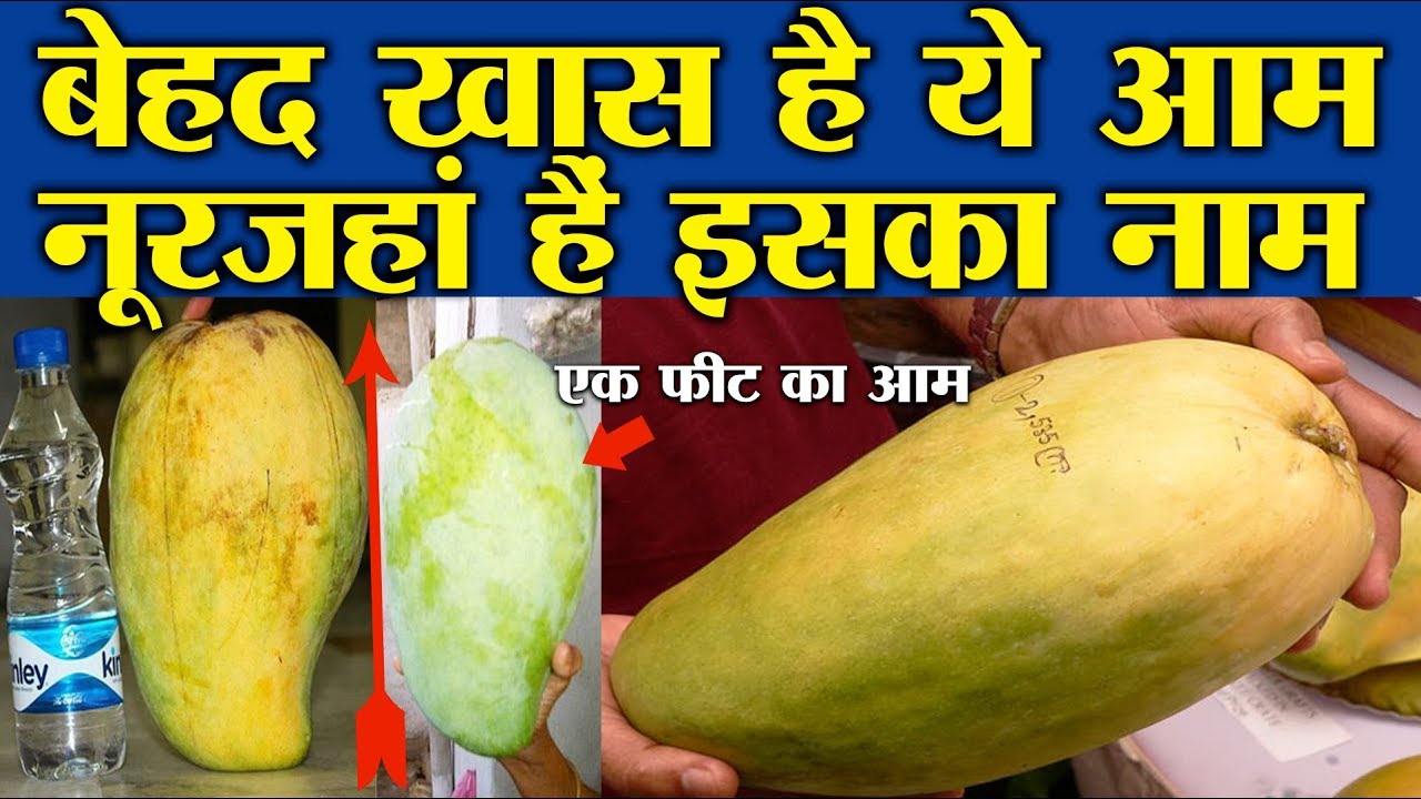 पेड़ पर लगते ही बुक हो जाता है ये आम, जाने क्या है खास?largest mango of ...
