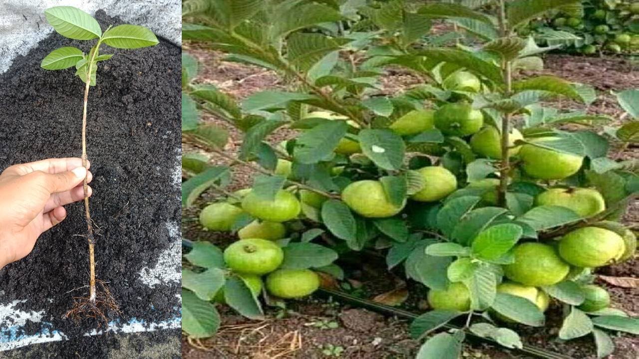 Guava Tree Cuttings Technique To 100% Work - YouTube