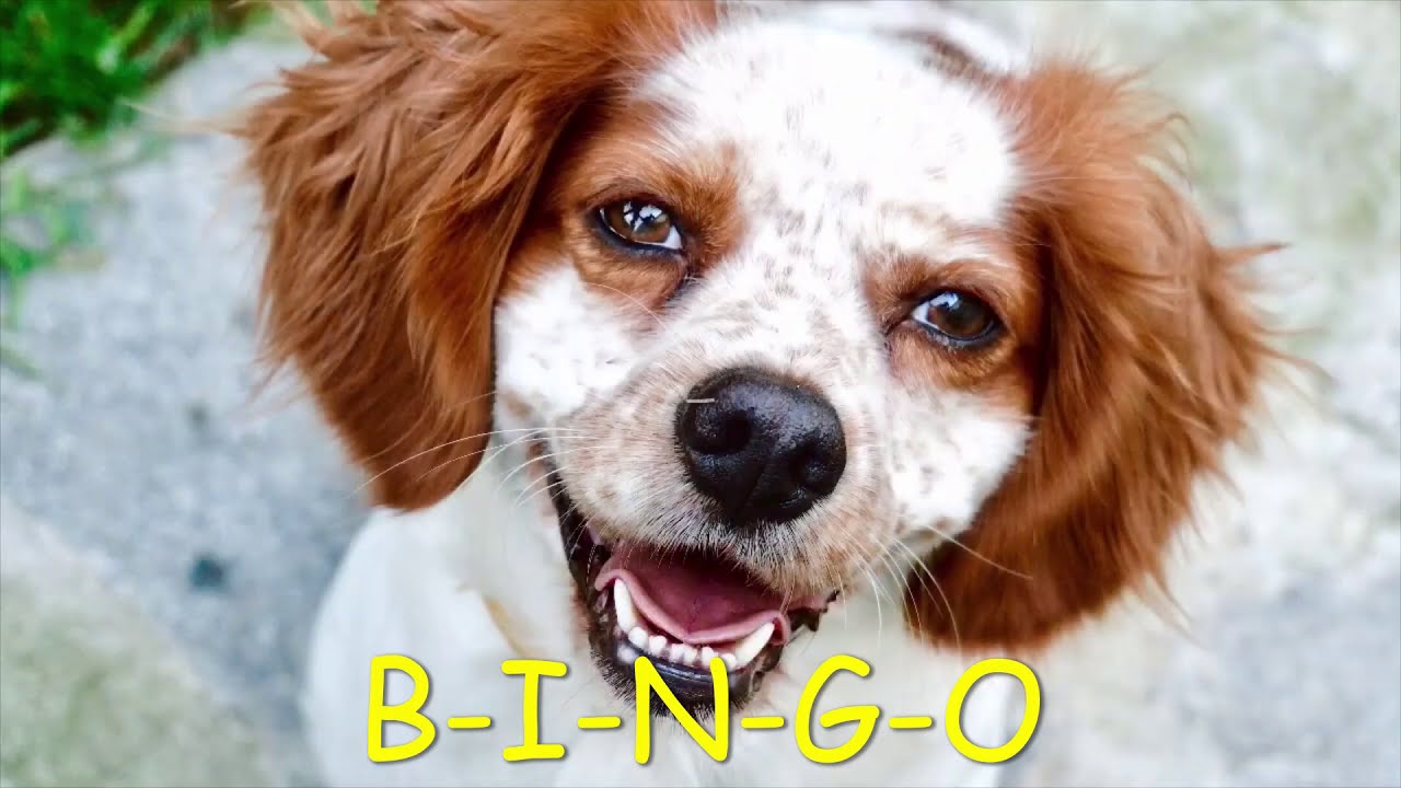 BINGO Dog Song - Nursery Rhymes for babies | BINGO Dog song inglés ...