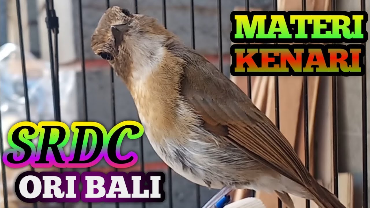 SRDC BALI Materi Kenari #burung #burungkicau #srdcbali #srdcgacor # ...