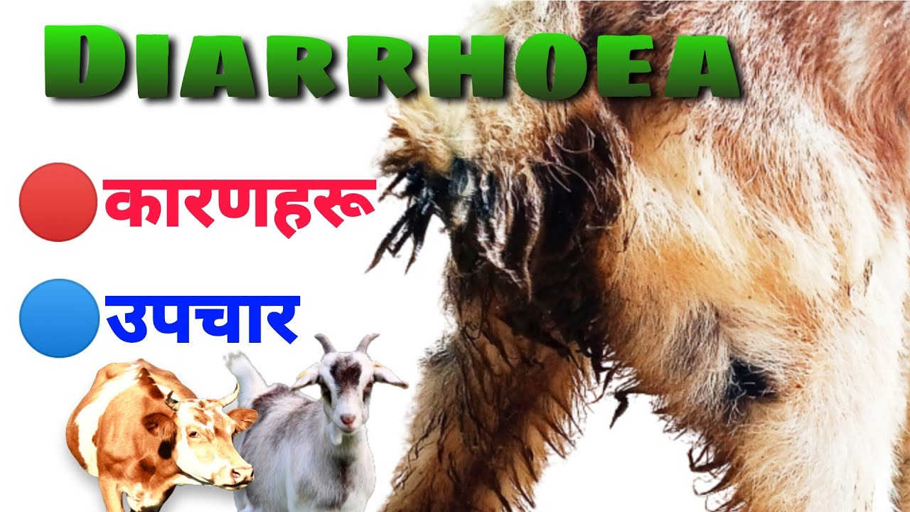 पशुहरूमा पखाला लाग्ने कारणहरू र उपचार ।Treatment of Diarrhoea in Cattle ...