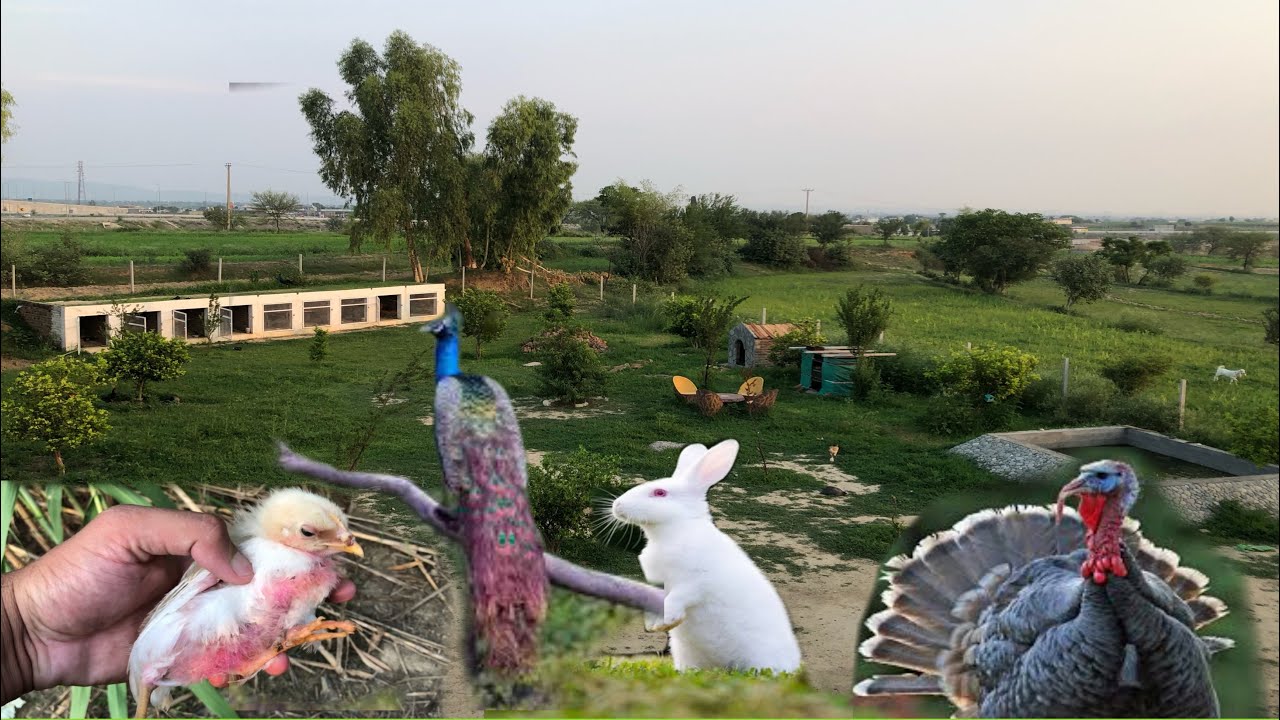 Mini zoo ma bahot sary surprise any waly Hain 🥰|| birds breeding ...