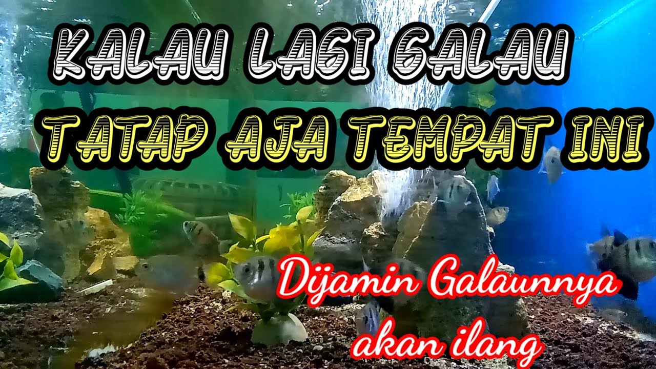 Ikan imut nan lucu - YouTube