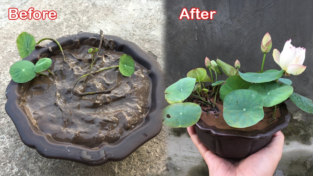 How to grow micro lotus in small pots - YouTube
