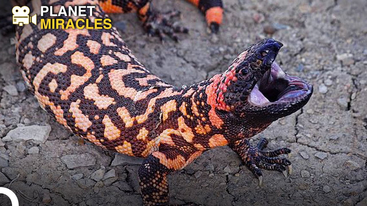 The Poisonous Wonder of Nature: The Gila Lizard | Animal Armory Episode ...