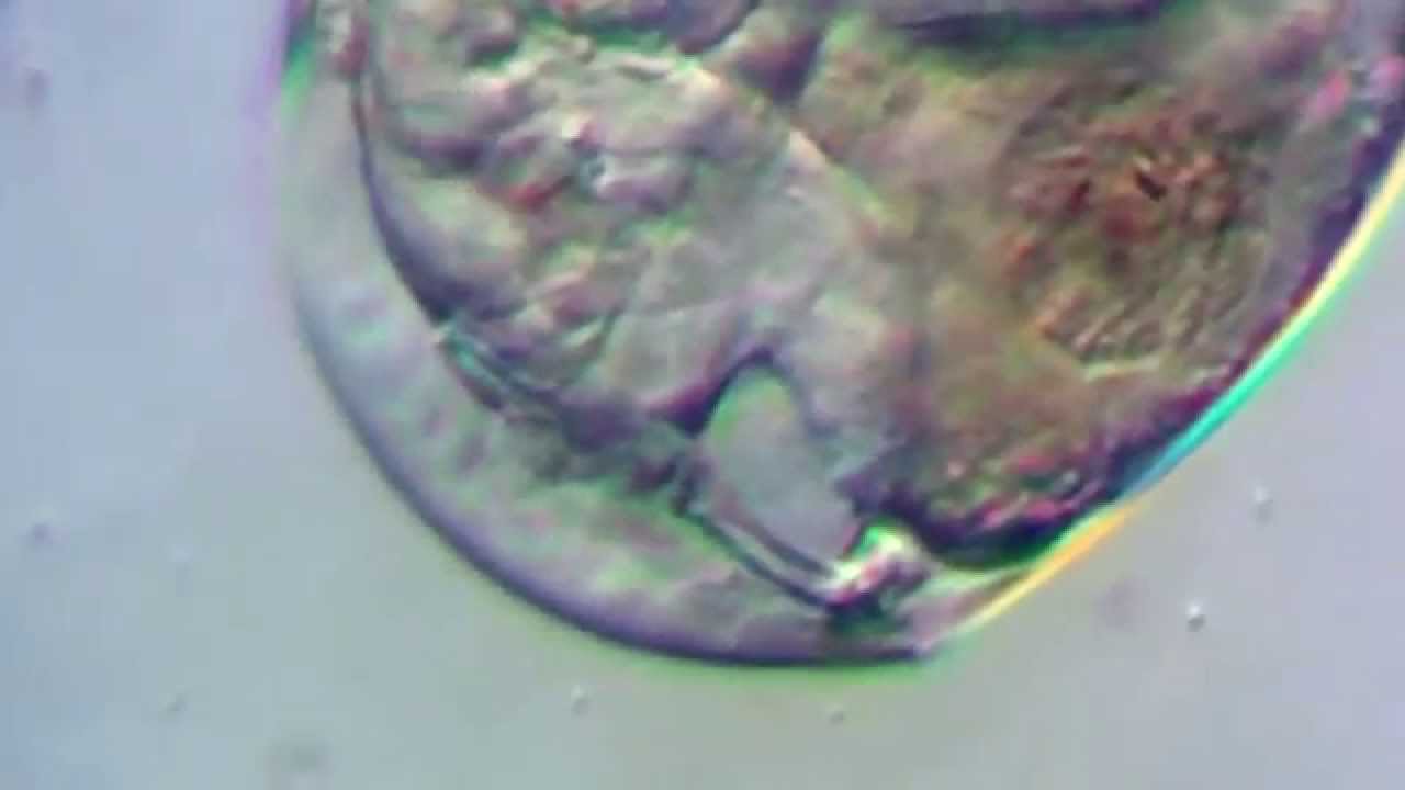 Colurella uncinata - YouTube