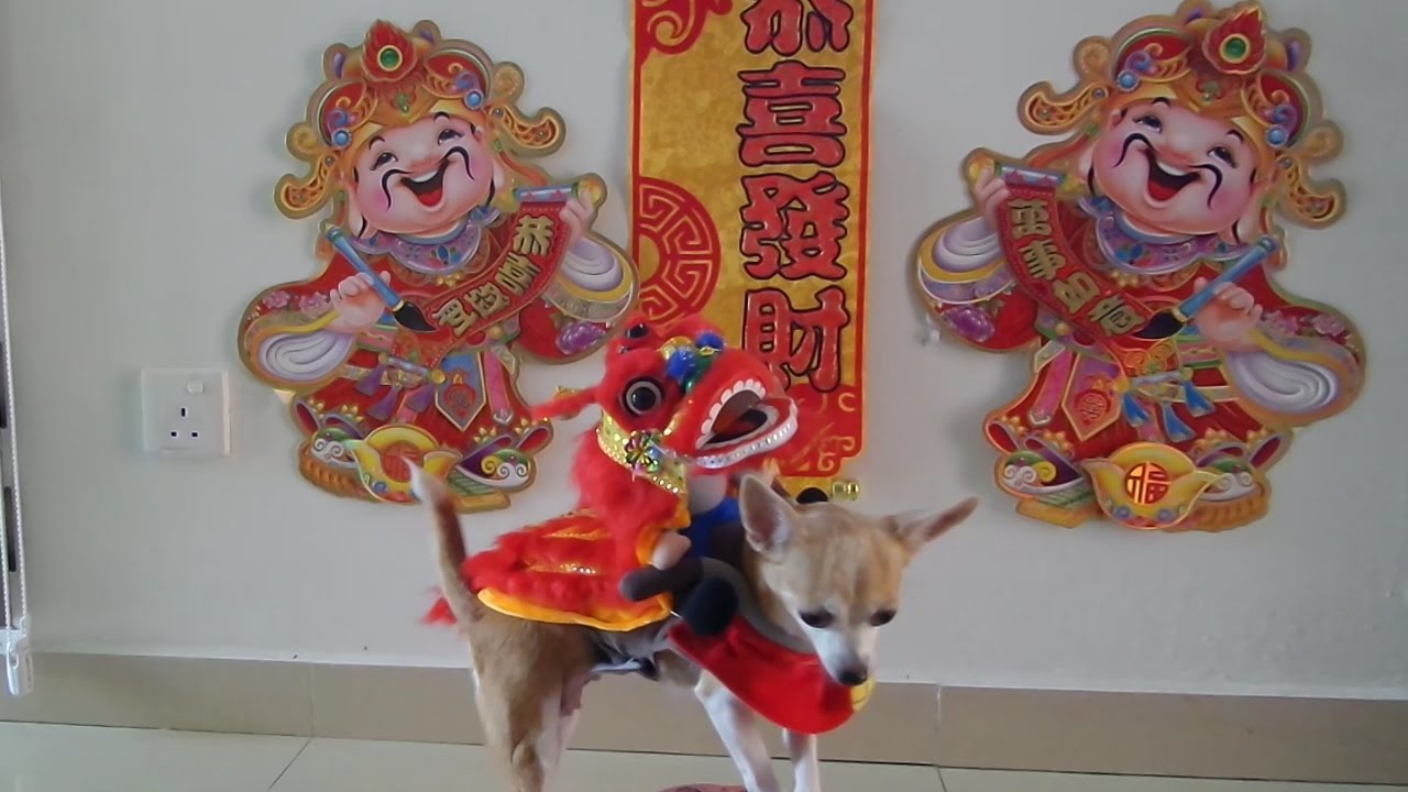 LIVE Acrobatic Lion Dance DOG Welcoming CNY 2017 . 小狗舞狮，身手敏灵.LUNAR NEW ...