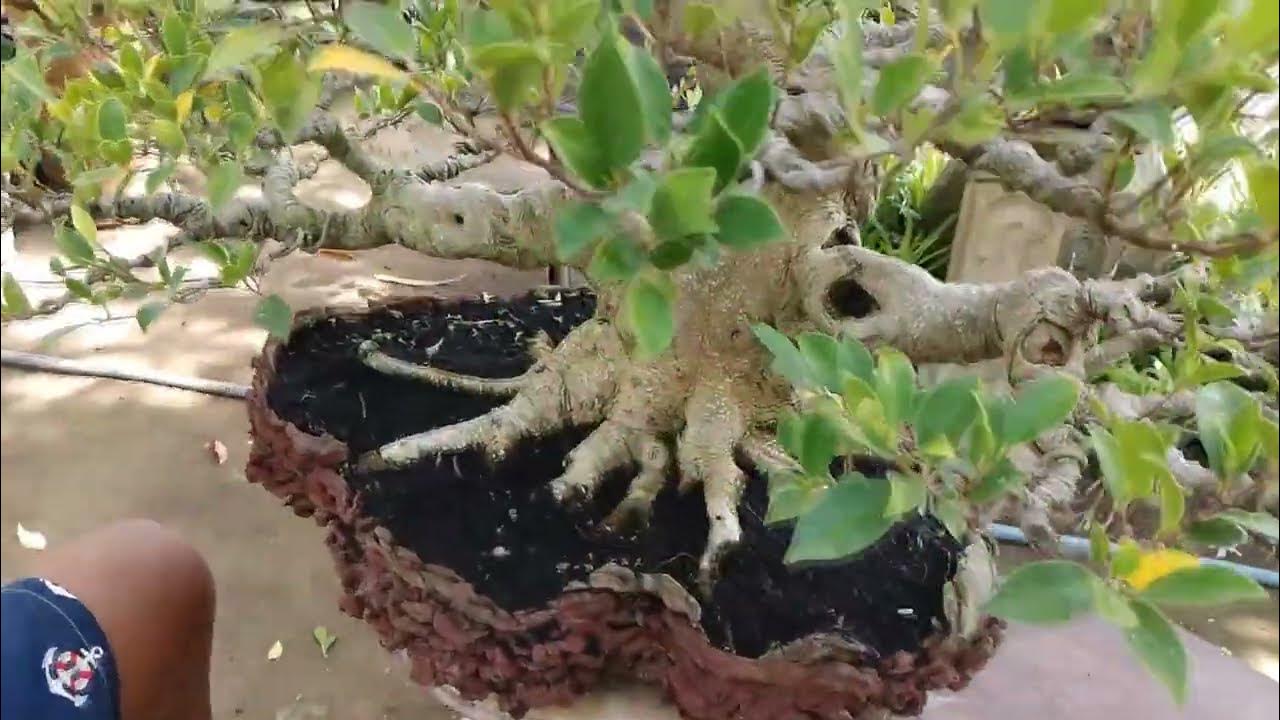 Bonsai Bali Bonsai Ficus Microcarpa ( Kimeng ) - YouTube