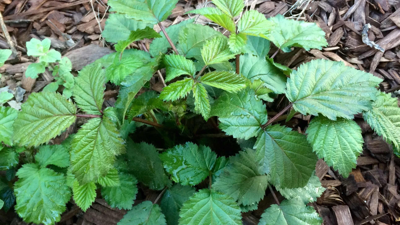 Propogating Blackberry Plants - Tip Layering - YouTube