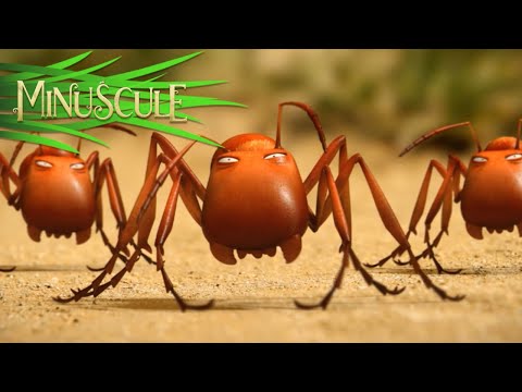 Minuscule - Sausage predator / Saucisse predator (Season 2)