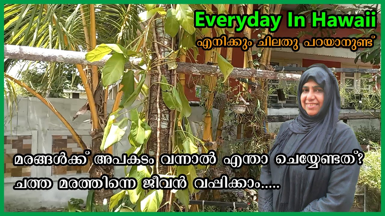ചത്തു വീണ Areca nut (Adakka) മരം പുനർജീവിച്ചു . - YouTube