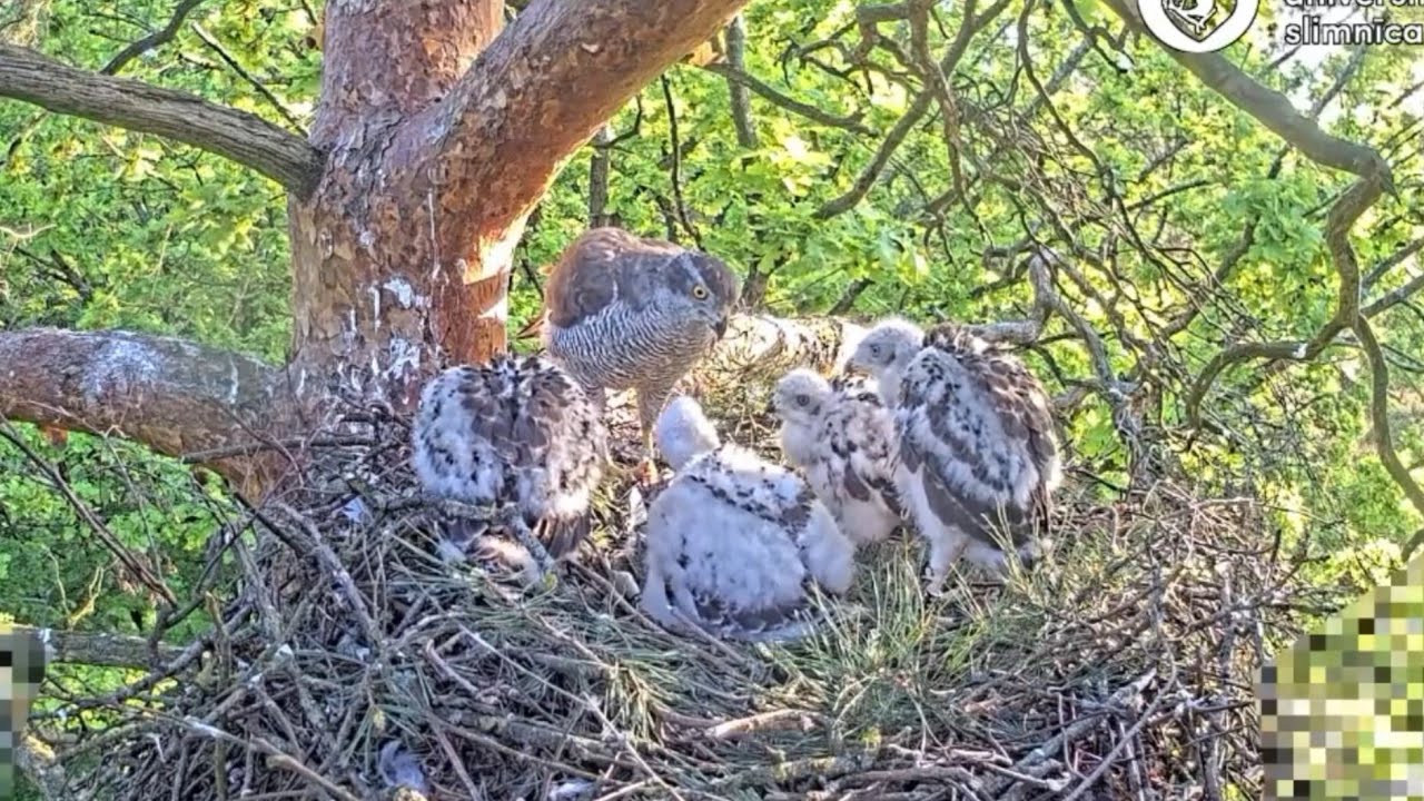 First breakfast of the day for four chicks | Vistu vanags | Goshawks ...