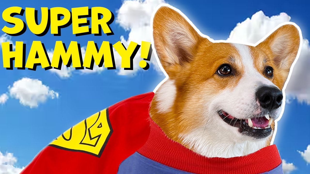 Super Corgi