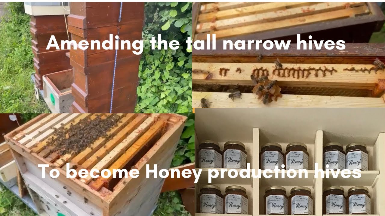 Amending the tall narrow hives to become honey production hives. - YouTube