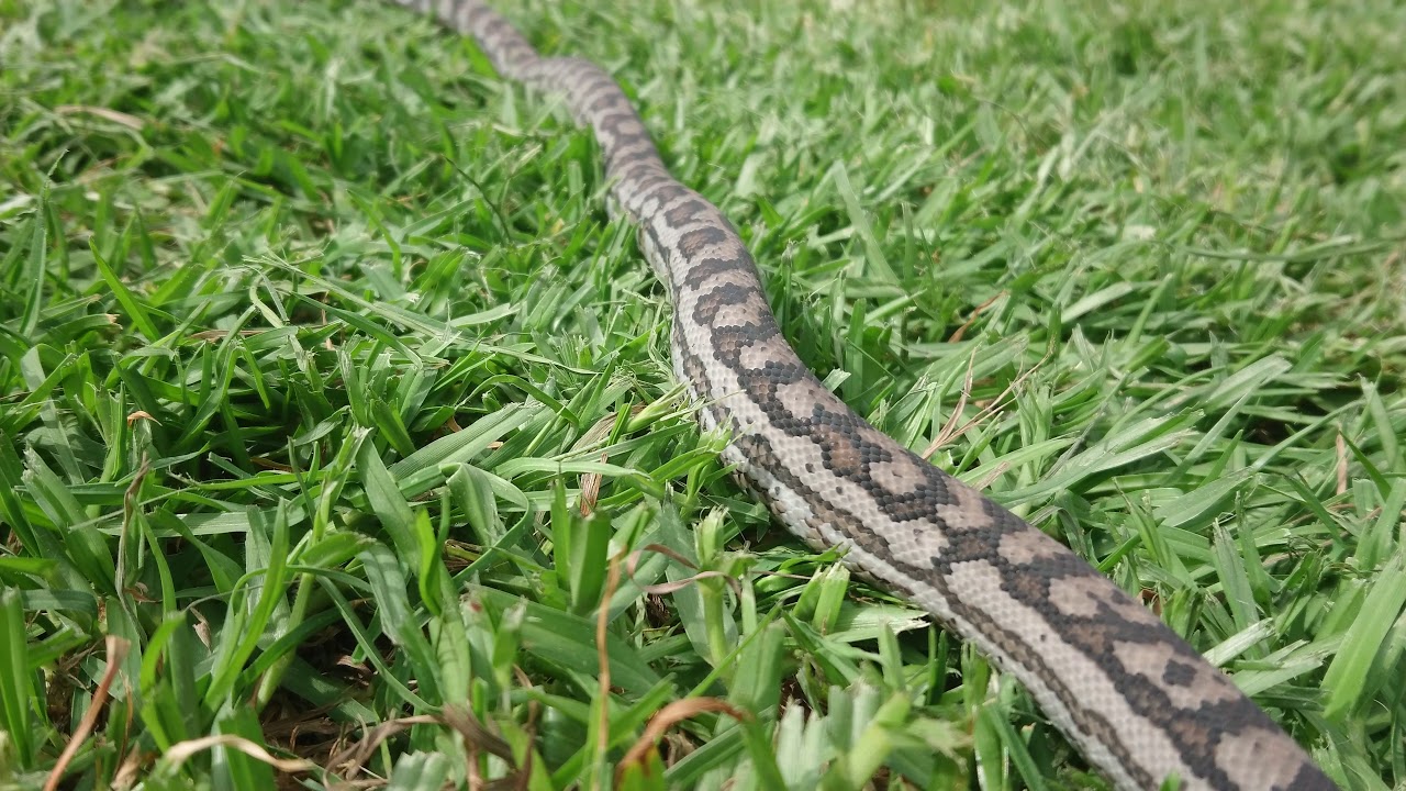 Noodles the snake 🐍 - YouTube