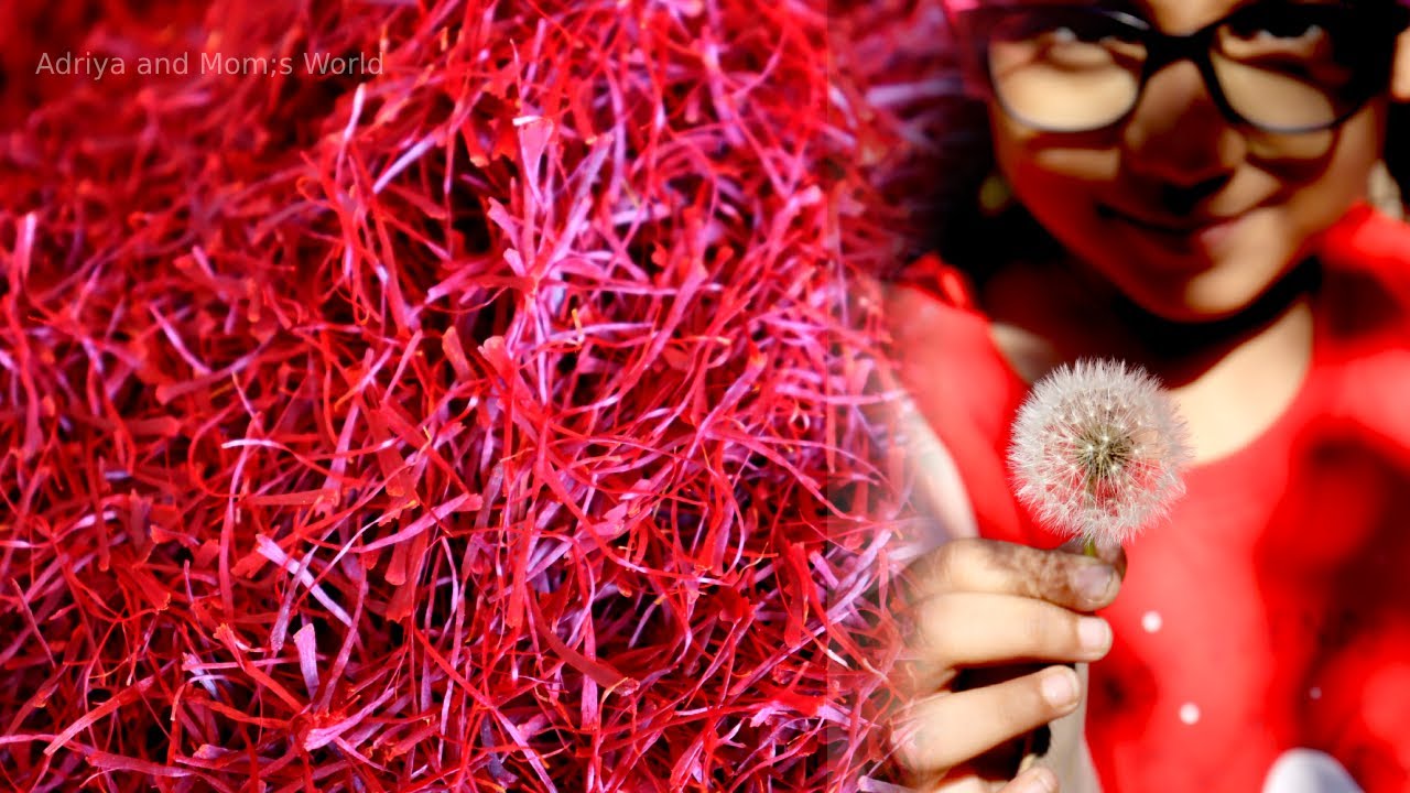 Kesar Cultivation | असली केसर | Kashmiri Kesar | Kashmir | Pampore ...