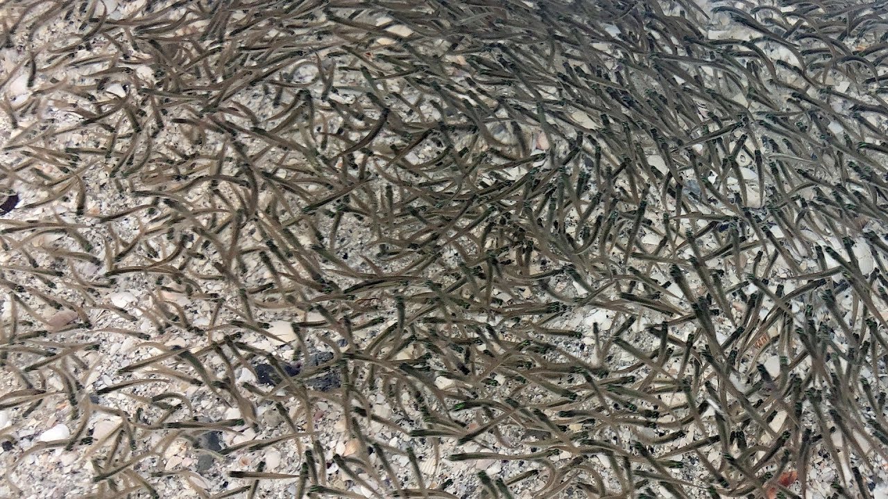 Millions of Tiny Fish Along the Shore at Delnor-Wiggins Pass State Park ...