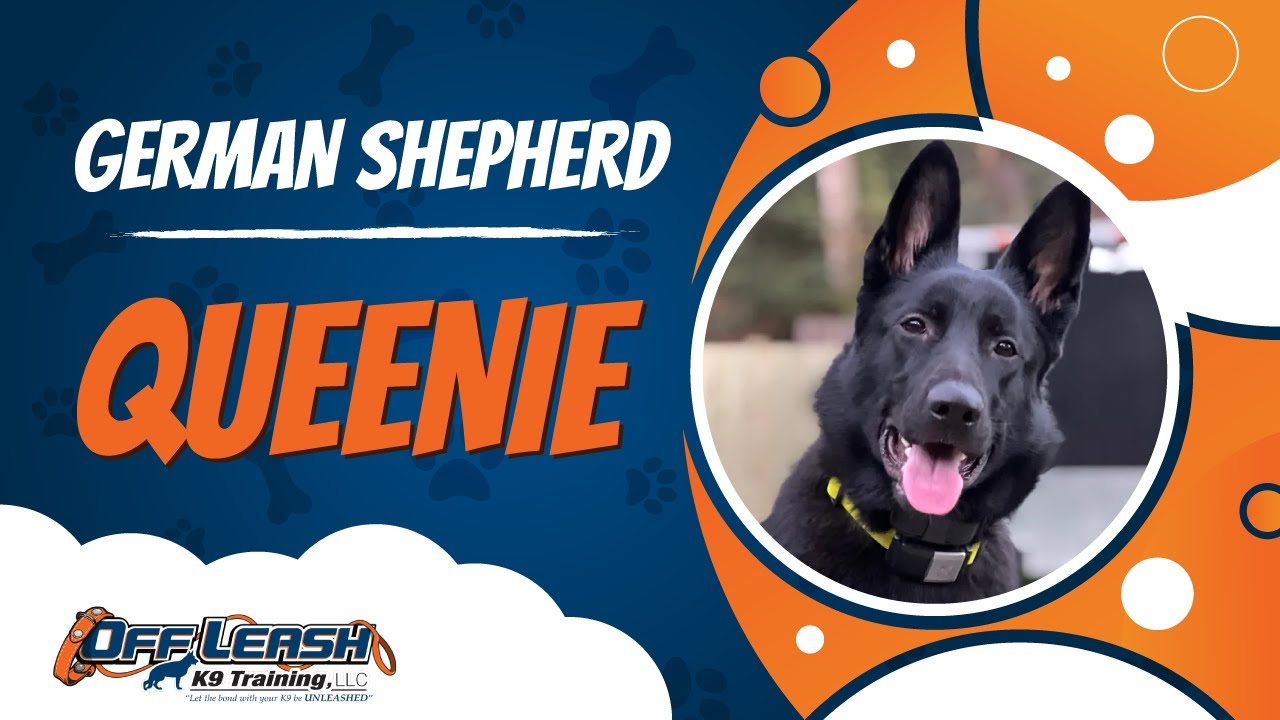 QUEENIE | GERMAN SHEPHERD | BEST | DOG | NOVA | GREAT | RESULTS | OFF ...