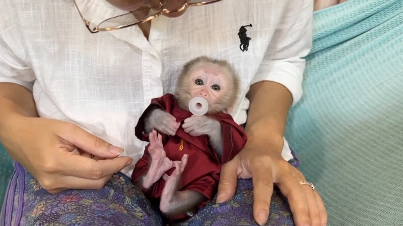 LInda Is Smallest & Smartest Baby Monkey On Earth - YouTube