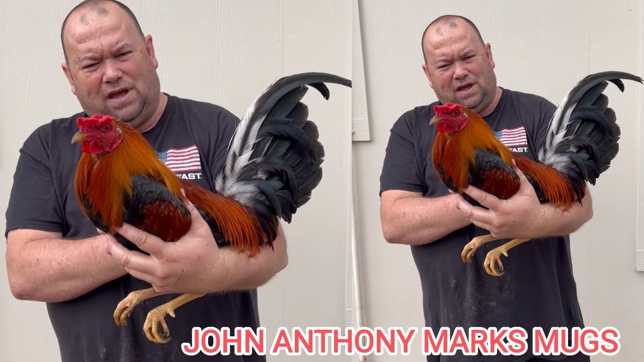 TEXAS‼️Kelso Asil John Anthony Marks Mugs Farm Beautiful Birds in Texas USA - YouTube