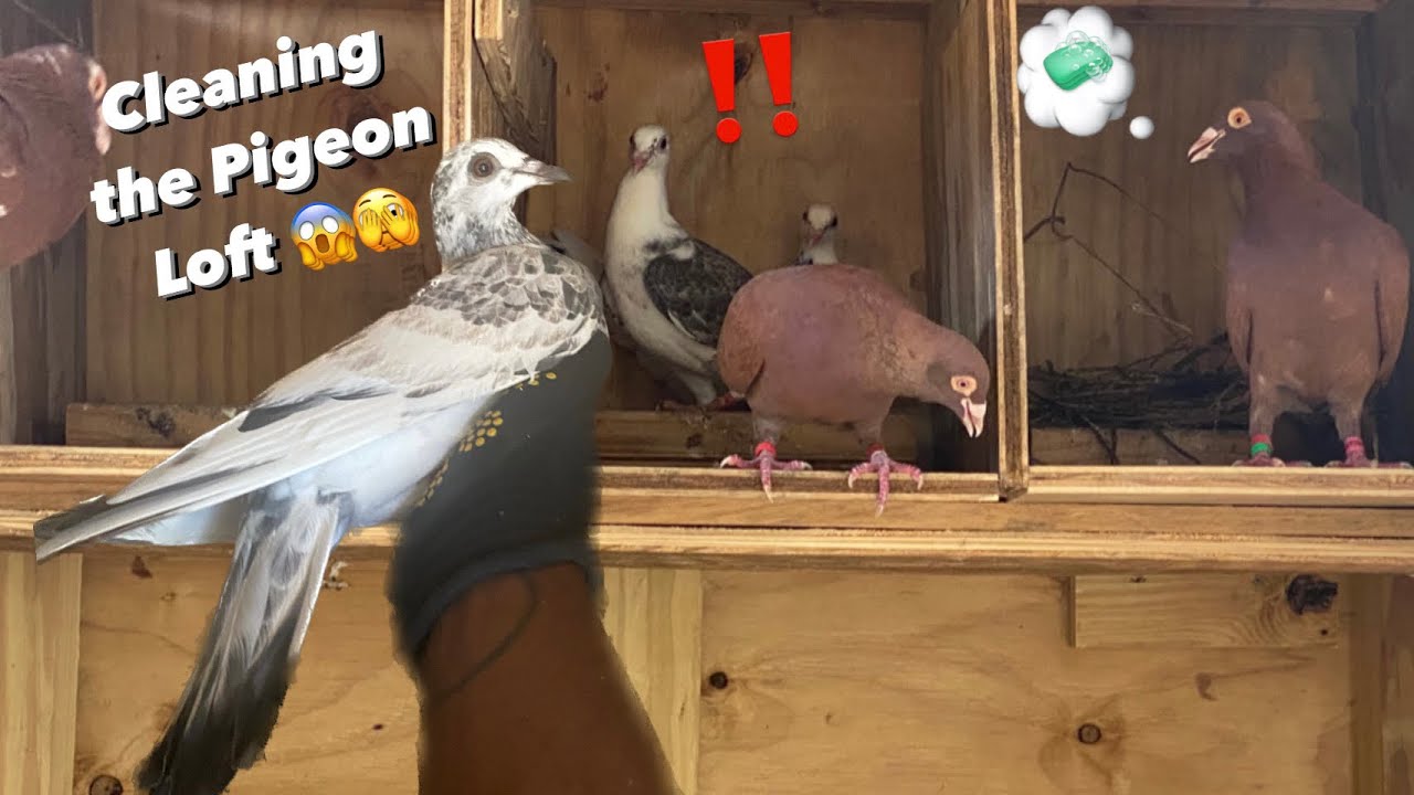 OutDoor Pigeon Loft Cleaning - YouTube
