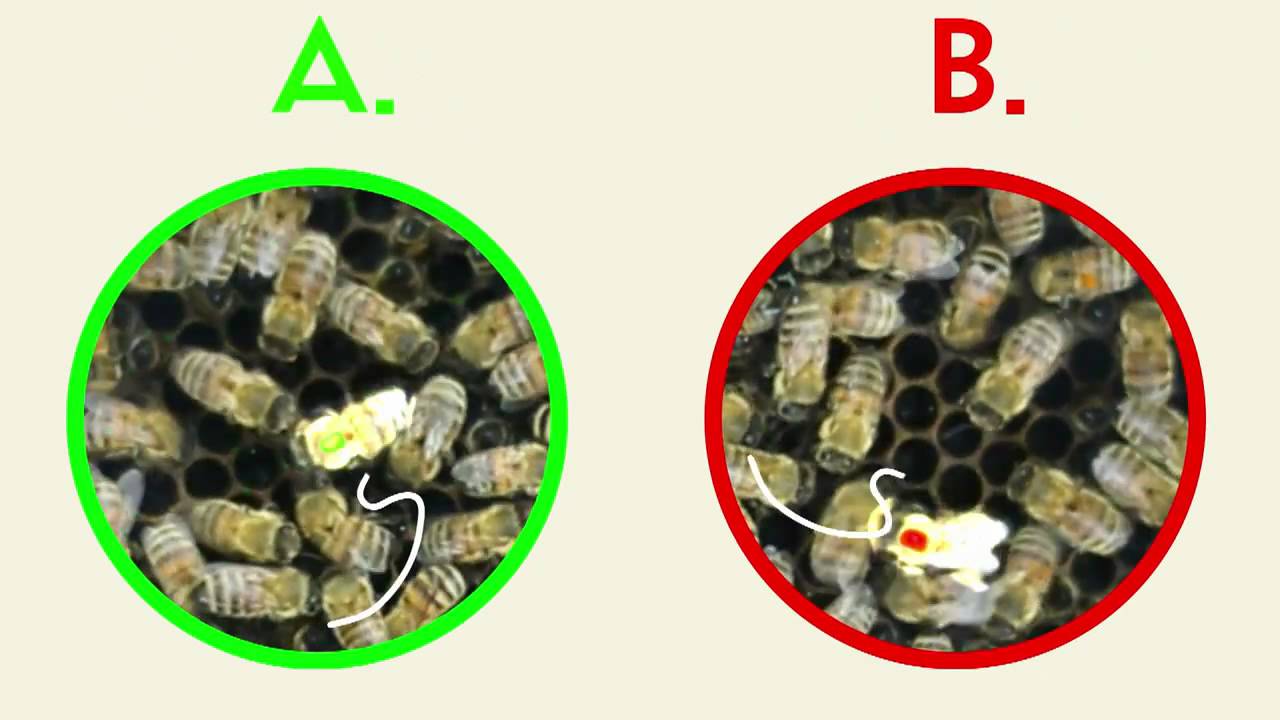 Bee communication - YouTube