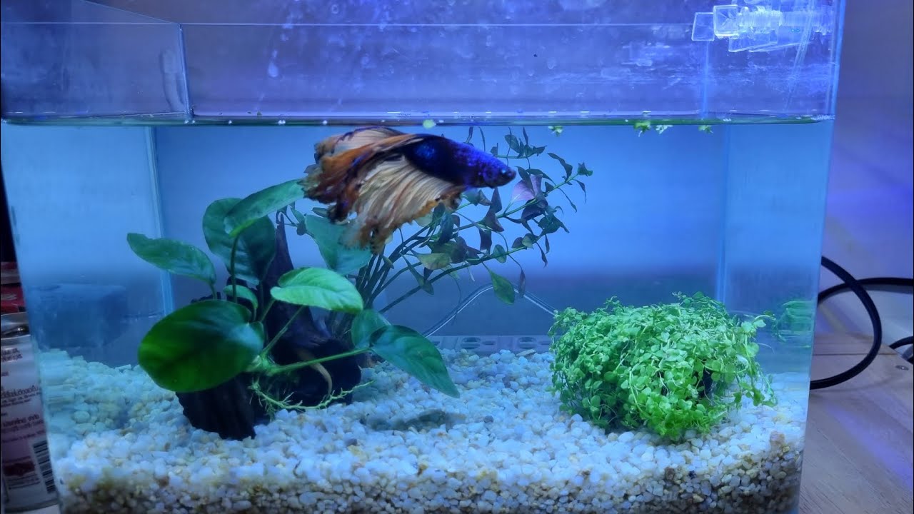 Making An Update For My Betta Fish Shiny (Including A New Freind For ...