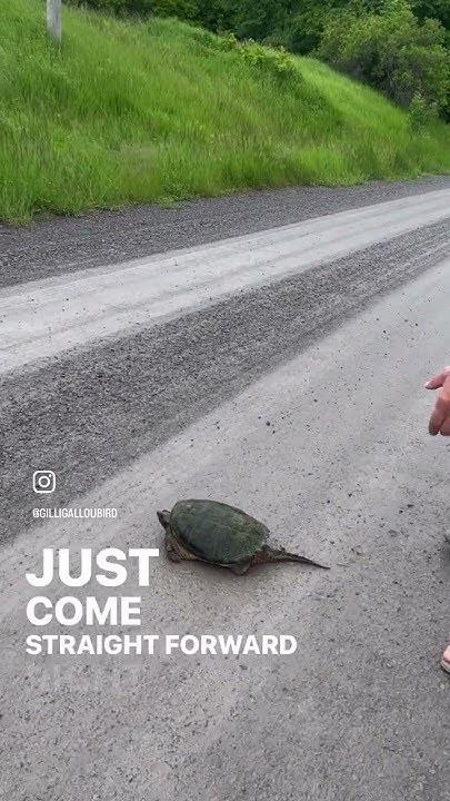How To Safely Move a Turtle🐢 - YouTube