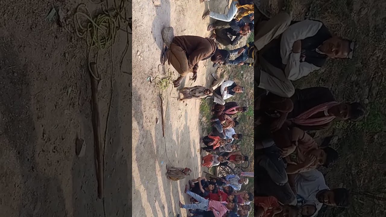 bandar bandariya ka khel #कमाल का बंदर है।।comedi video#viralvideo 2023 ...